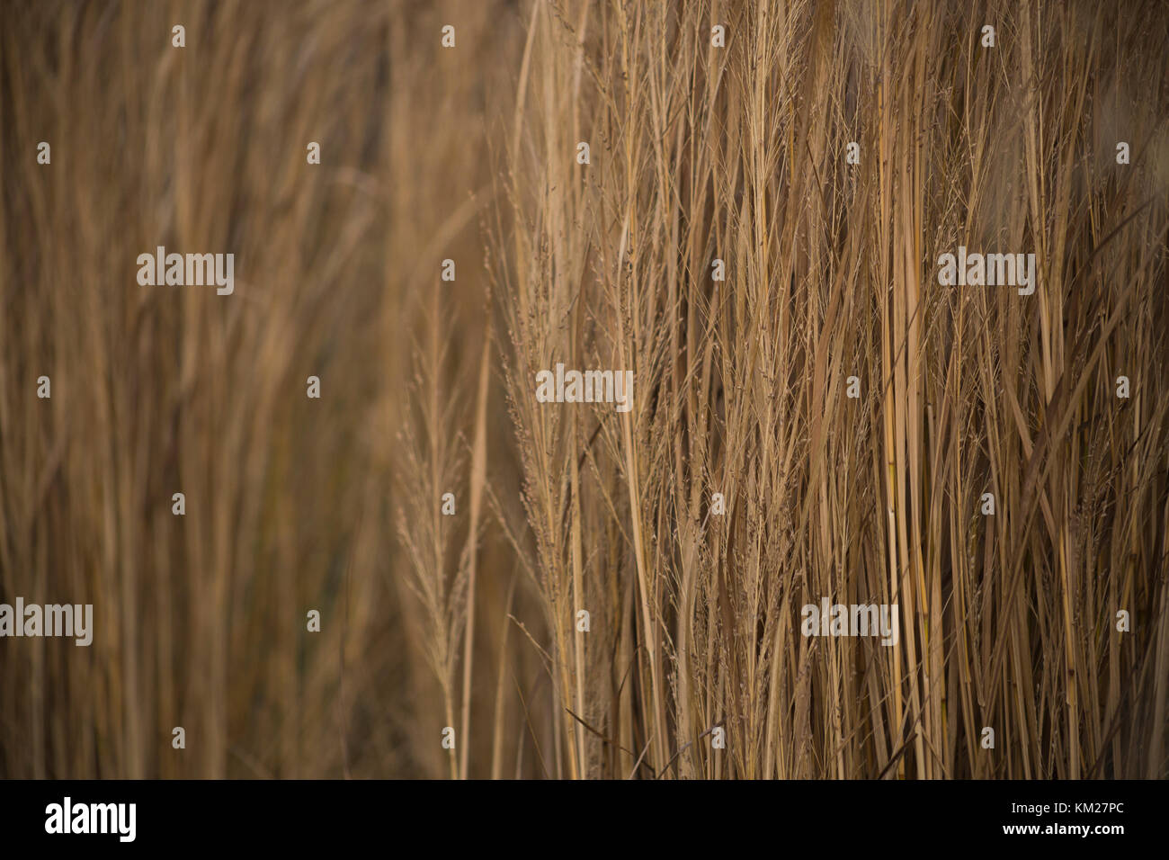 Panicum virgatum winter 'northwind' Banque de photographies et d’images ...