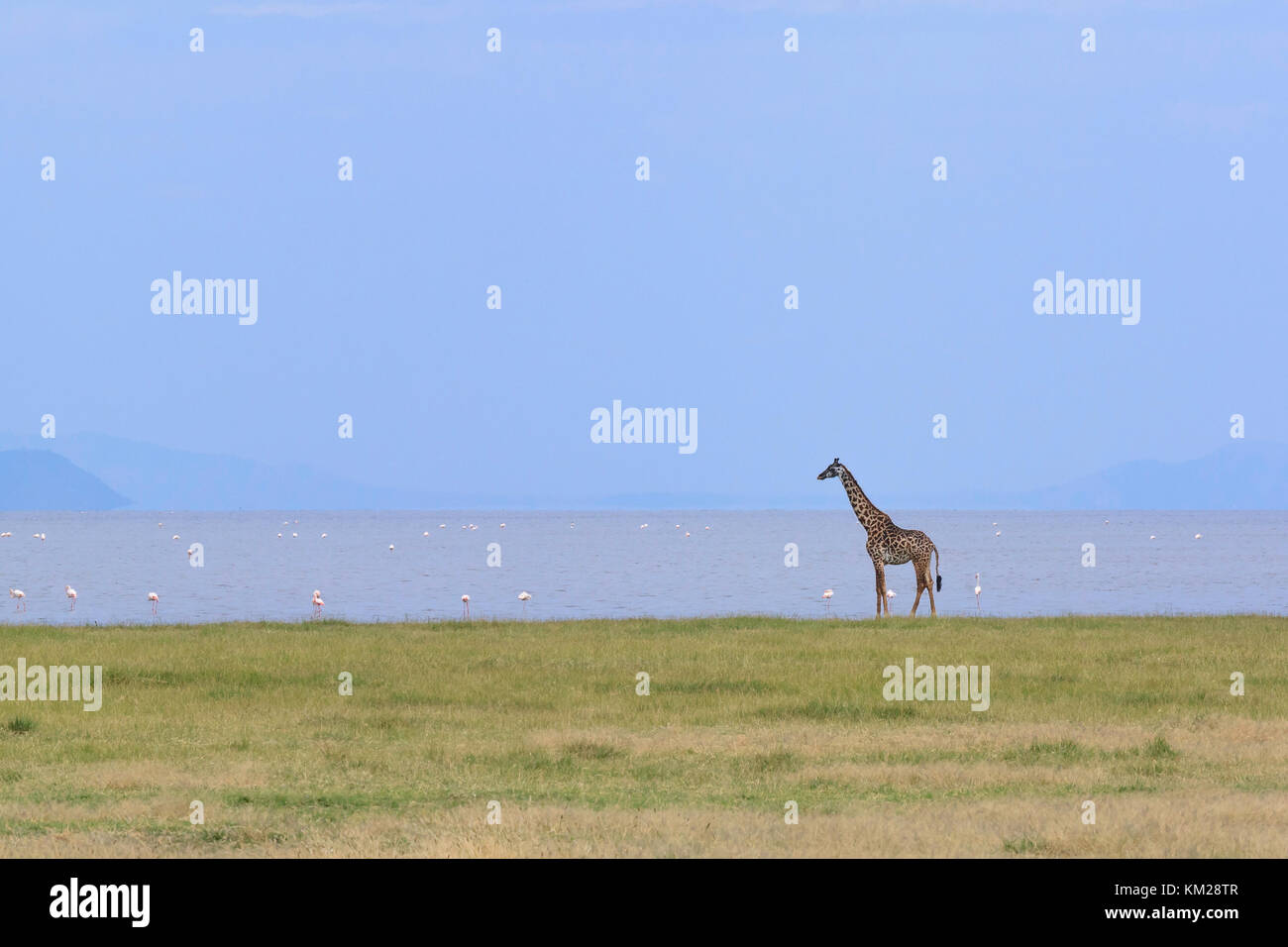 Lac manyara tanzanie Banque de photographies et d’images à haute ...