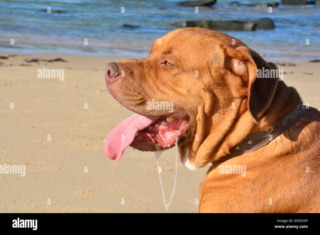 Chien qui bave Banque de photographies et d’images à haute résolution ...