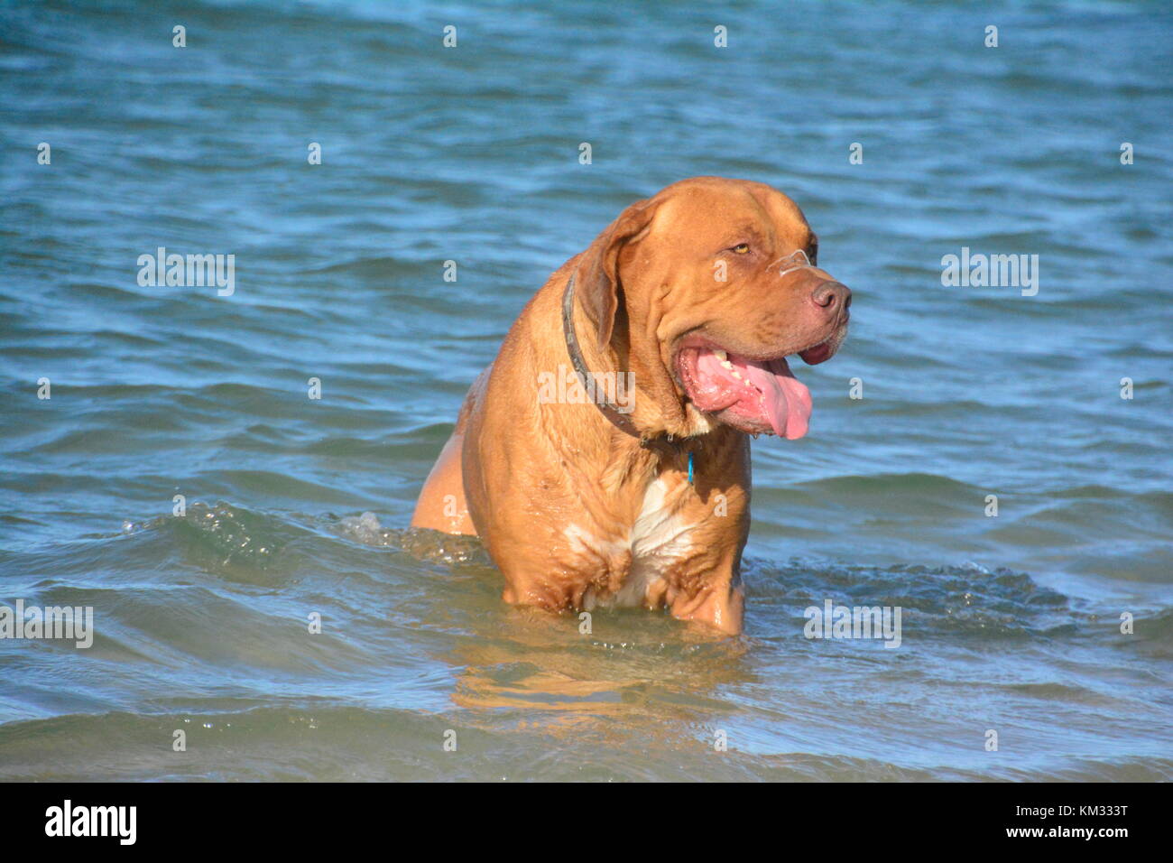 Chien qui bave Banque de photographies et d’images à haute résolution ...