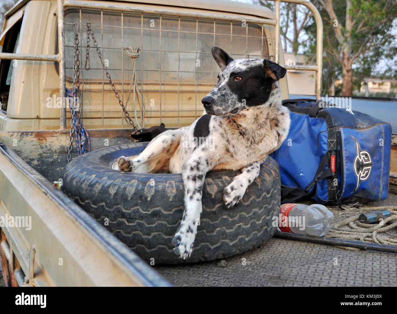 Chien de bétail australien Banque de photographies et d’images à haute ...