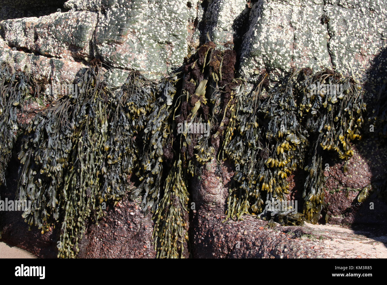 Bladderwrack seaweed Banque de photographies et d’images à haute ...