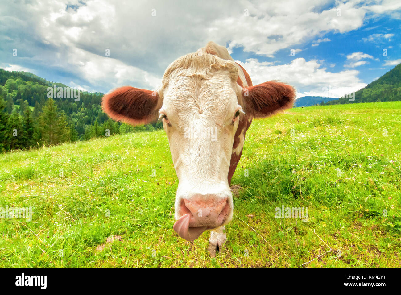 Langue de vache Banque de photographies et d’images à haute résolution ...