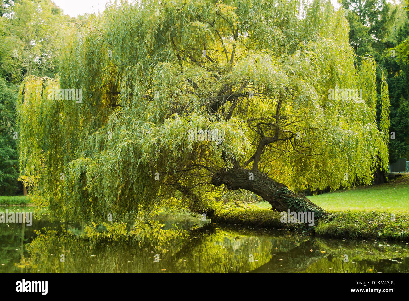 Saule pleureur Banque de photographies et d’images à haute résolution ...
