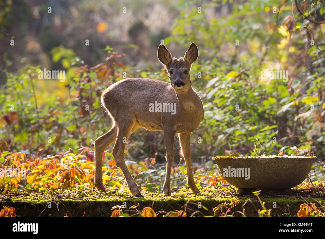 Chevreuil Chevreuil Capreolus Banque d'image et photos - Alamy