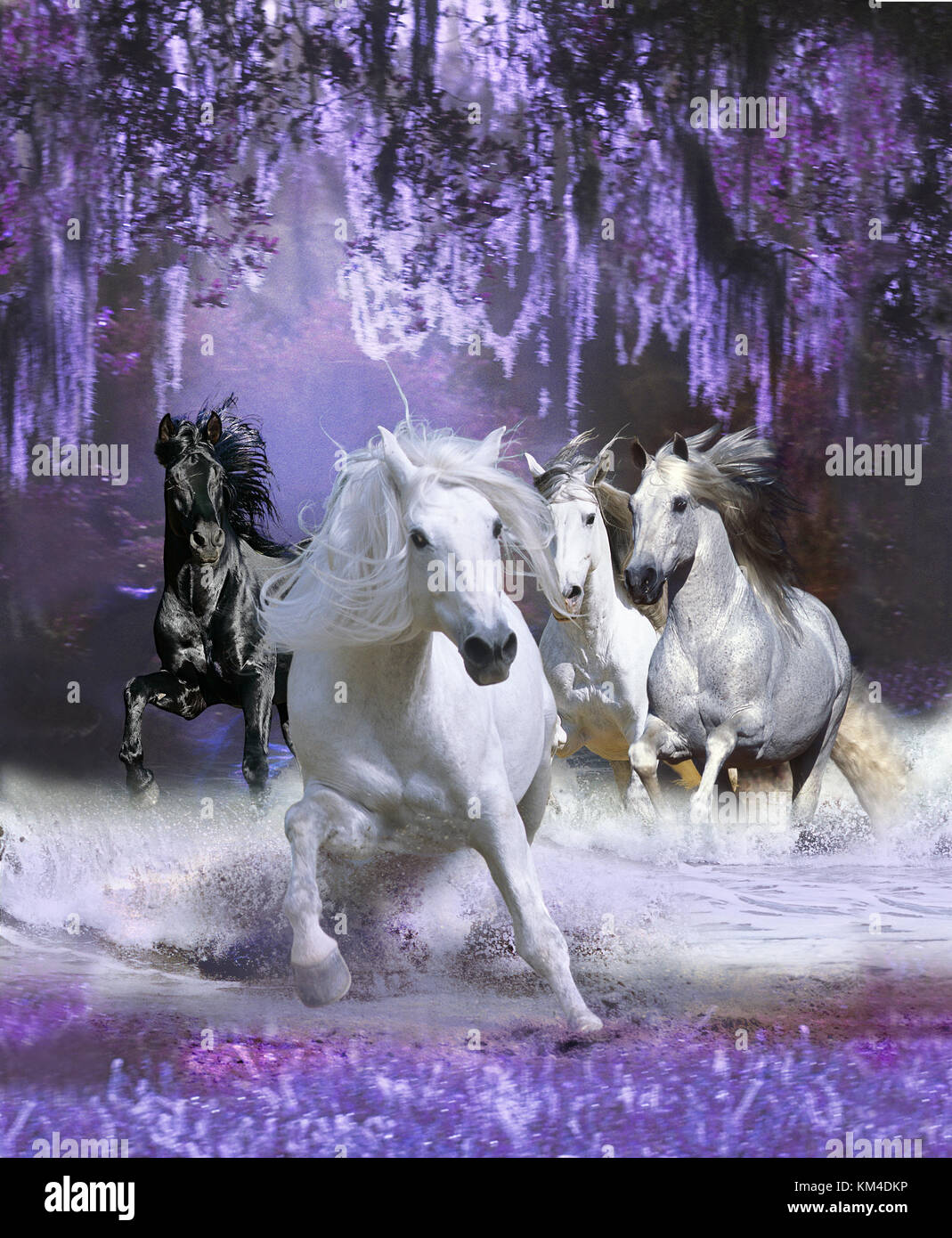 Trois chevaux blancs et un cheval noir au galop à travers un bois ...