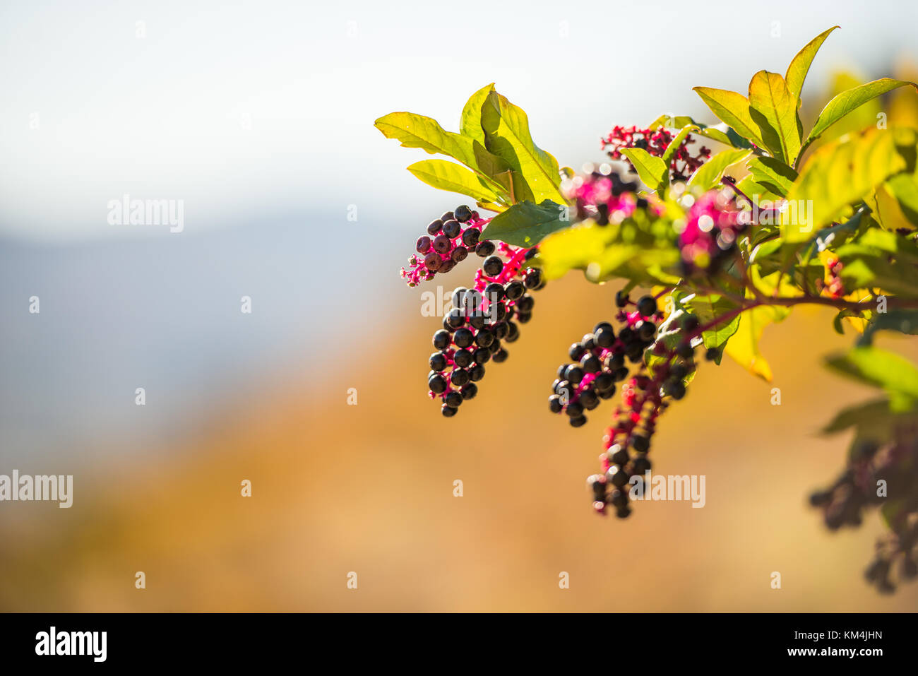 Fruits rouges sauvages près de Casas del Monte dans la Vallée de Jerte ...