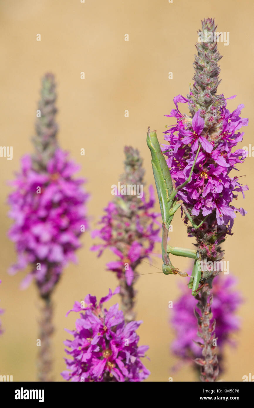 Praying Mantis Mantis Religiosa Eating Banque d'image et photos - Alamy