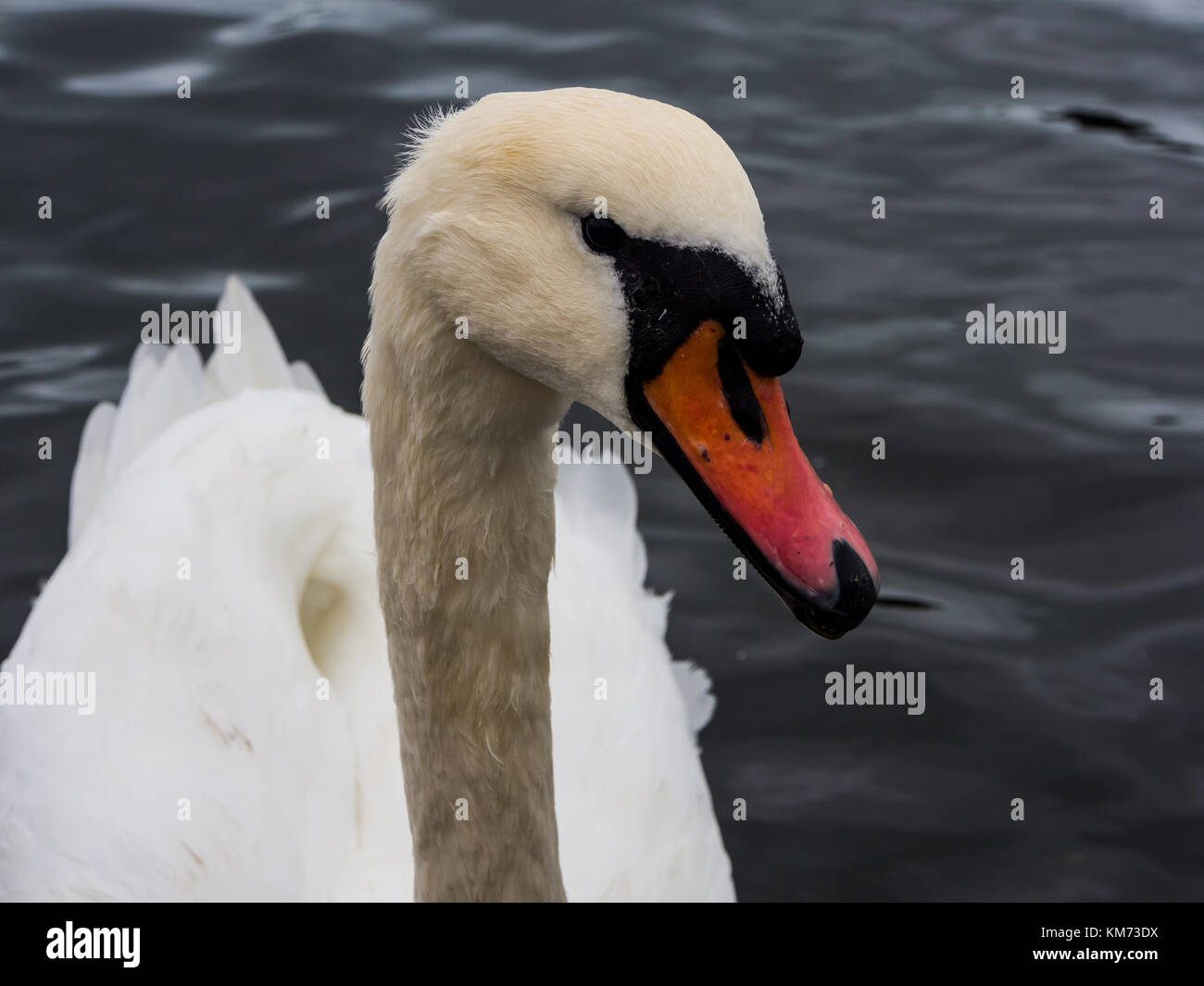 Muste swan Banque de photographies et d’images à haute résolution - Alamy