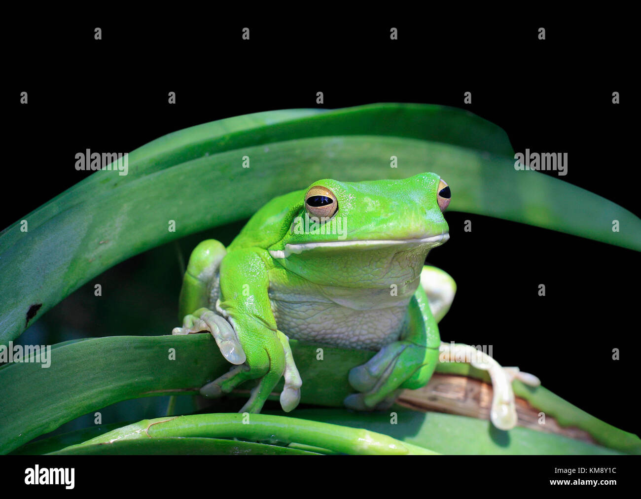 Grenouille verte tropicale Banque de photographies et d’images à haute ...