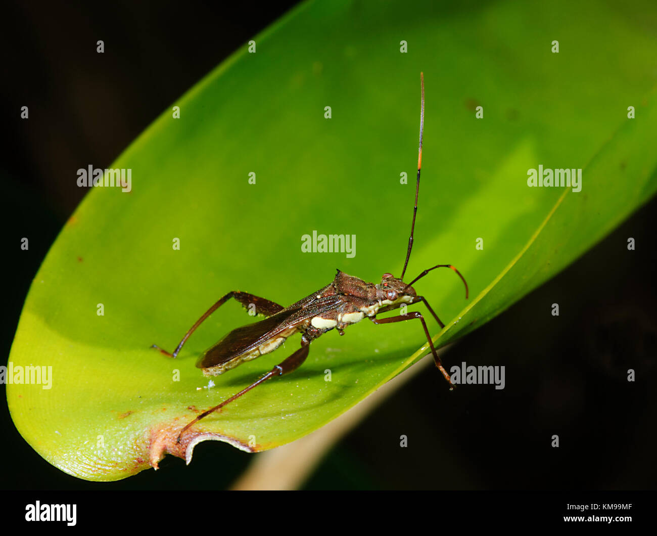 Assassin Bug (Onocephalus sp.), Reduviidae, Far North Queensland ...