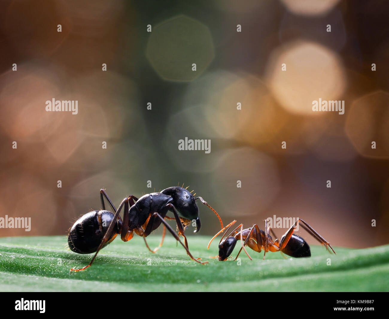 Fourmis africaines Banque de photographies et d’images à haute ...