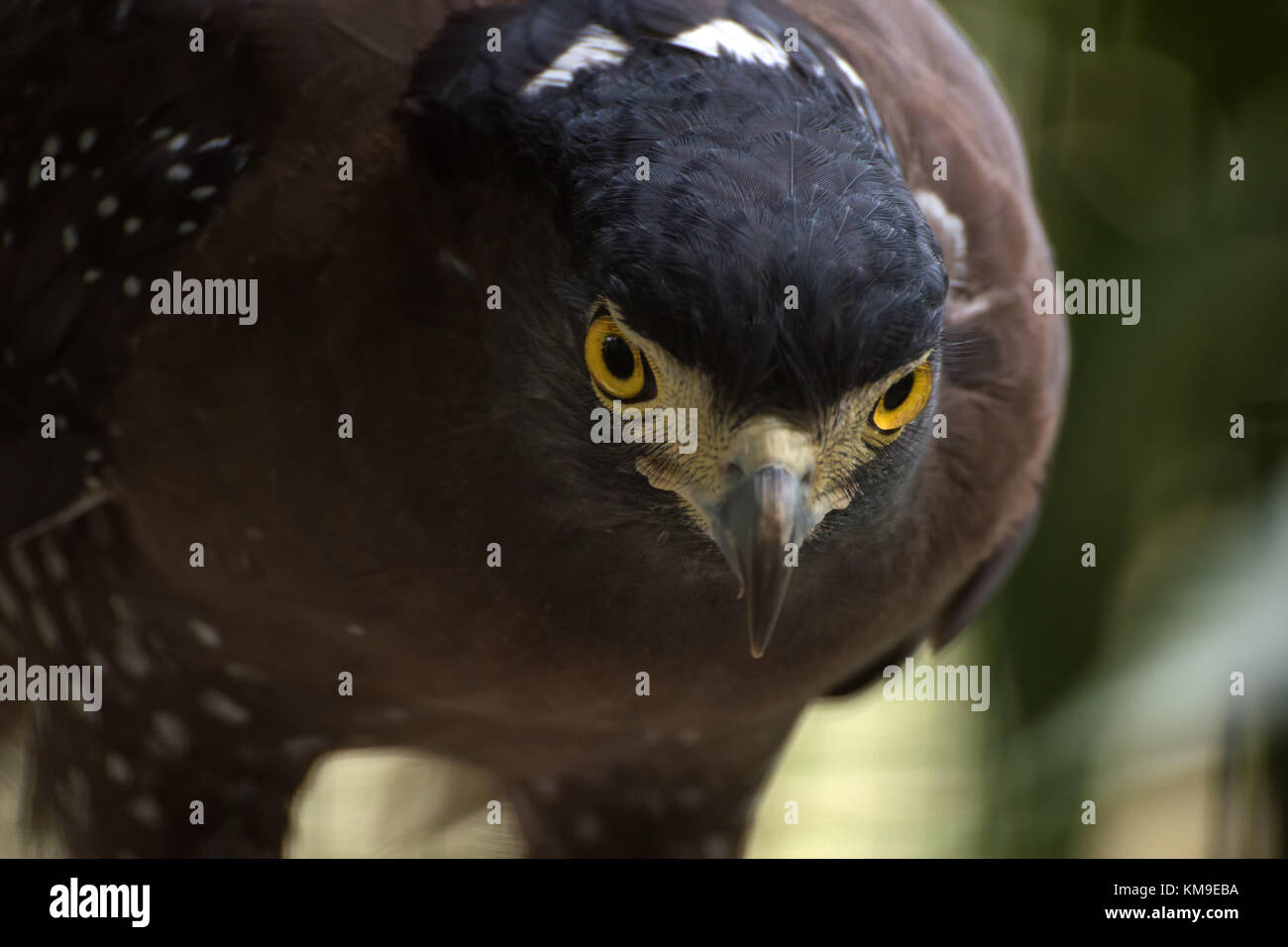 Partie à thème Banque de photographies et d’images à haute résolution - Alamy