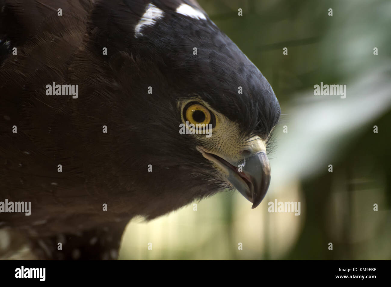 Java eagle Banque de photographies et d’images à haute résolution - Alamy