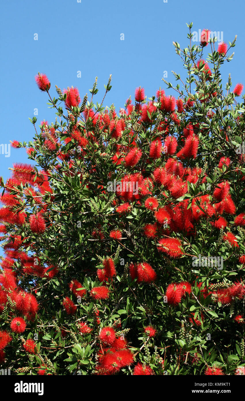 Callistemon Rigidus Banque d'image et photos - Alamy