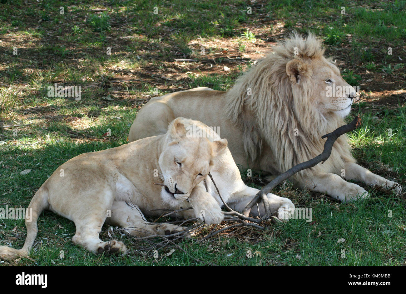 Lion chewing Banque de photographies et d’images à haute résolution - Alamy