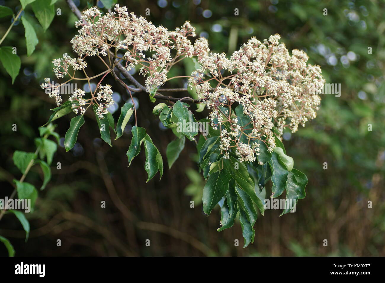 Tetradium daniellii rutaceae Banque de photographies et d’images à ...