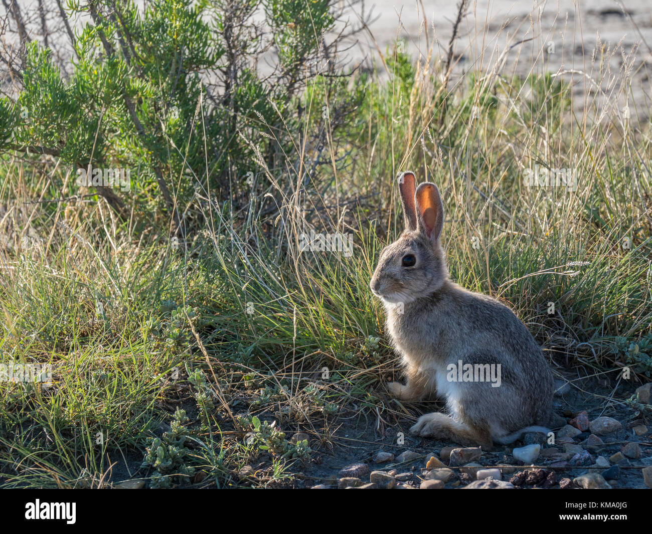 Queue de lapin Banque de photographies et d’images à haute résolution ...