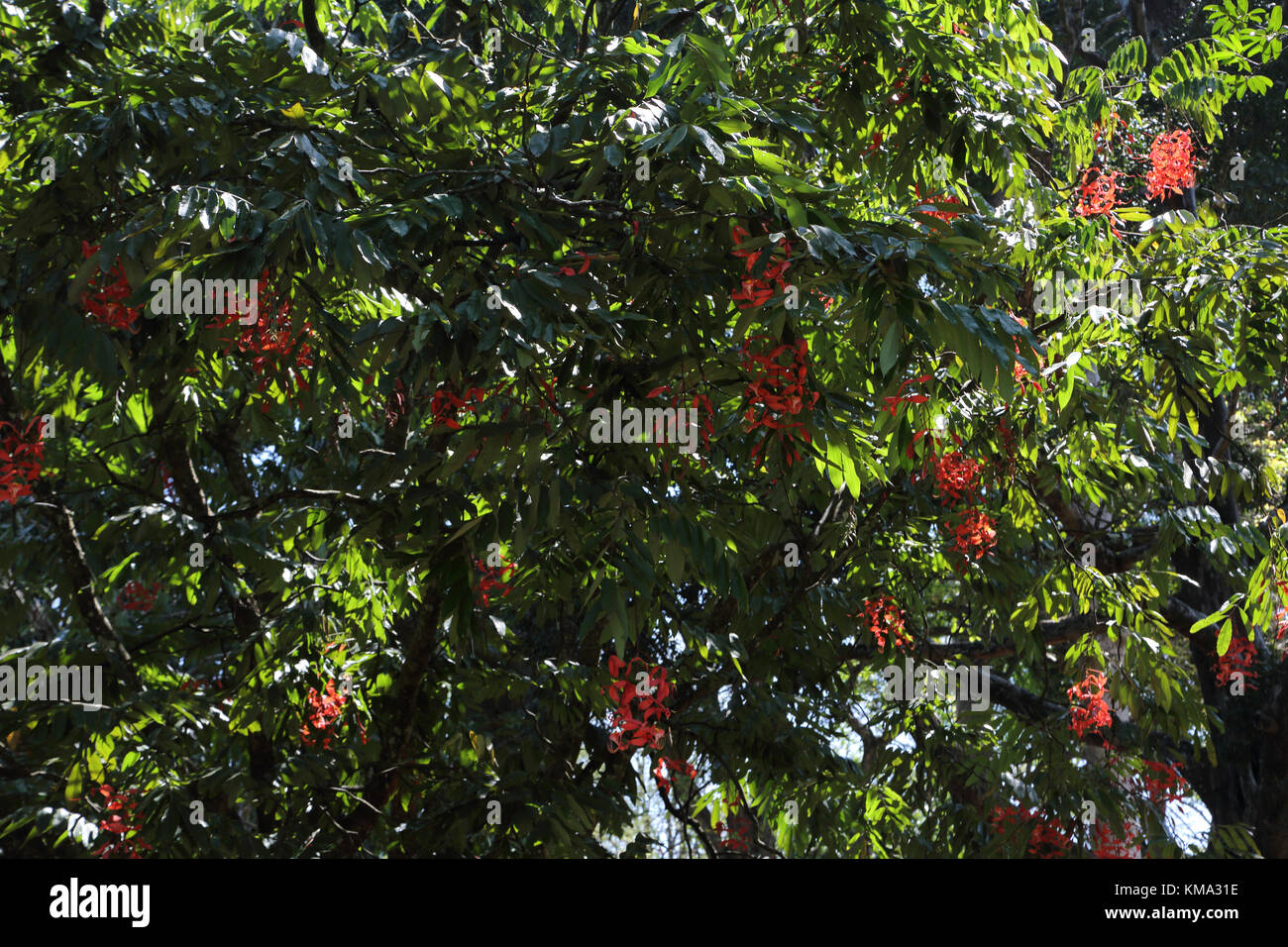 Peradeniya Kandy Province centrale Sri Lanka Peradeniya Royal Botanical ...
