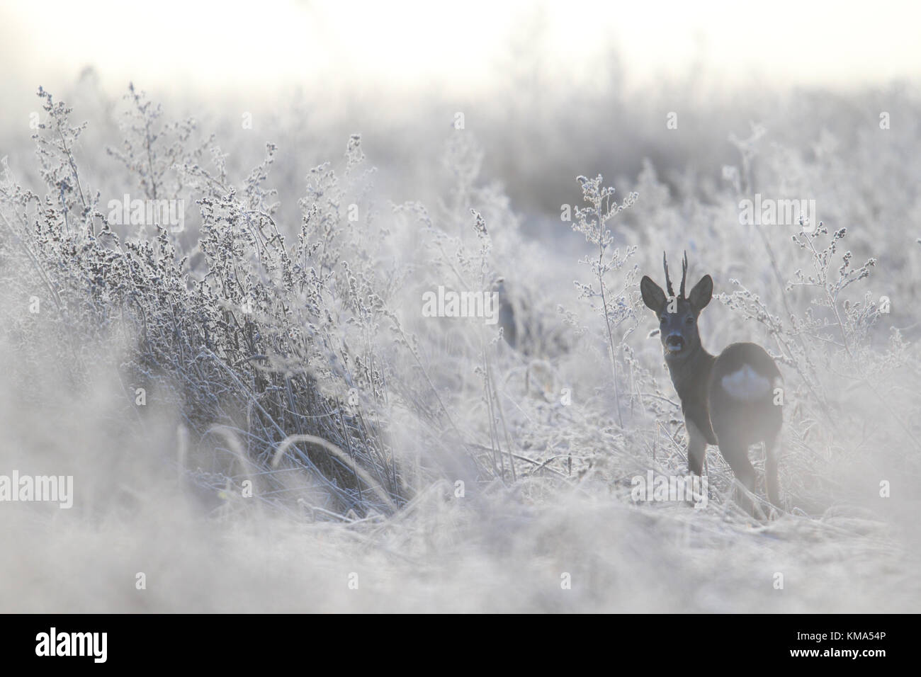 Buck Chevreuil (Capreolus capreolus) dans la nature, de l'Europe ...