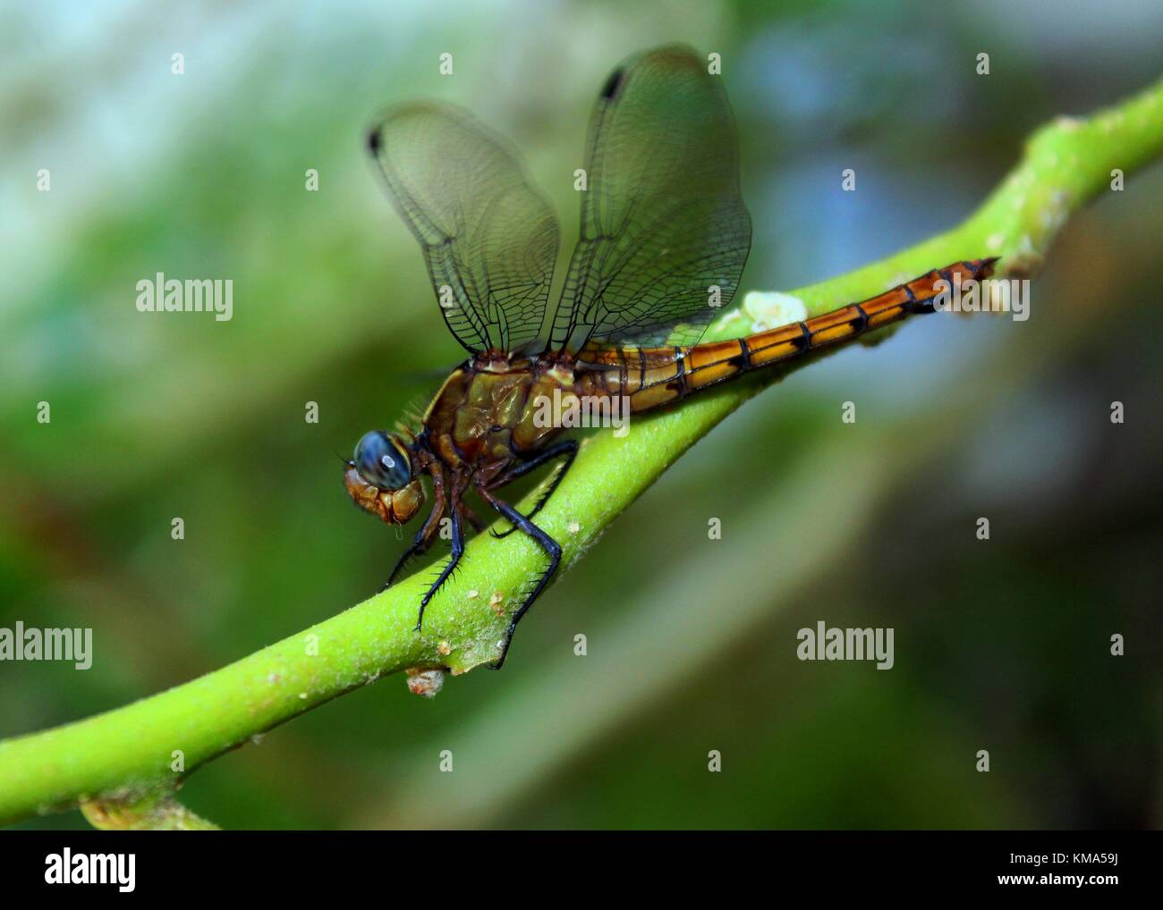 Gros plan - vue macro d'un insecte volant de libellule vu sur une ...