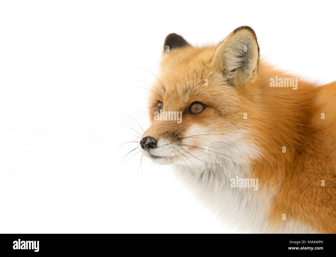 Le renard roux (Vulpes vulpes) avec une queue touffue de marcher dans ...