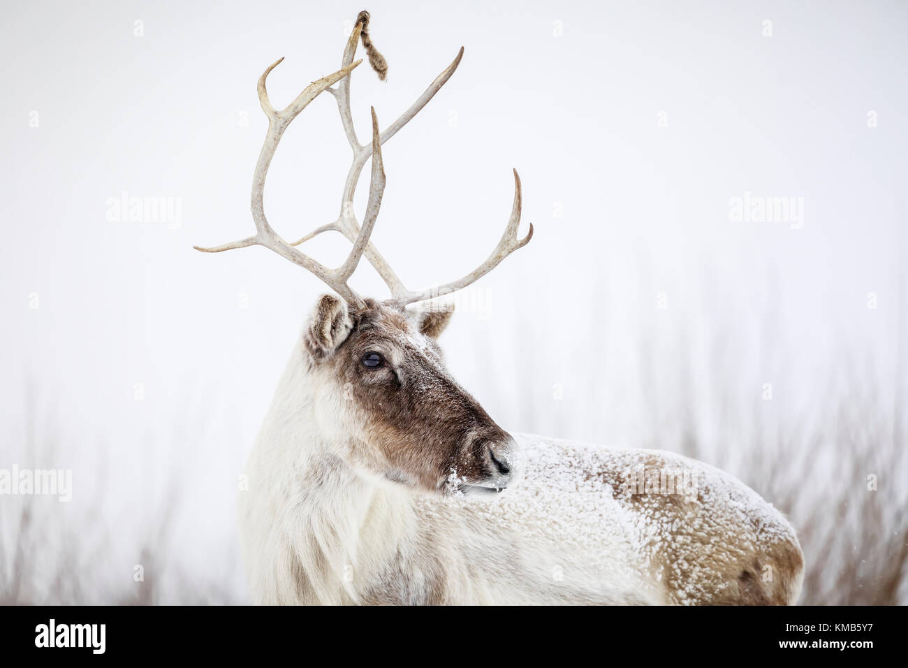 Caribou canada Banque de photographies et d’images à haute résolution ...