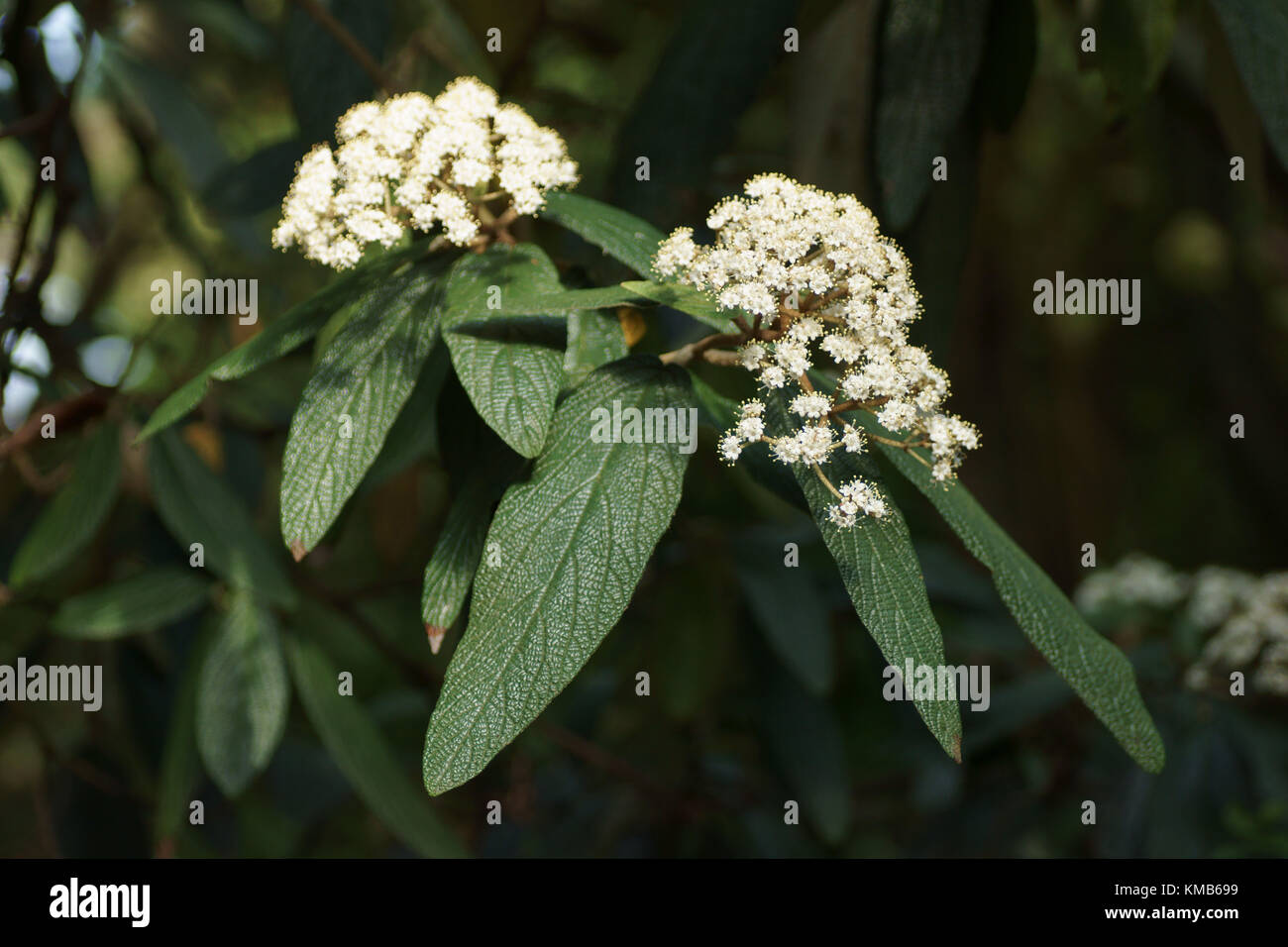 Viburnum rhytidophyllum Banque de photographies et d’images à haute ...