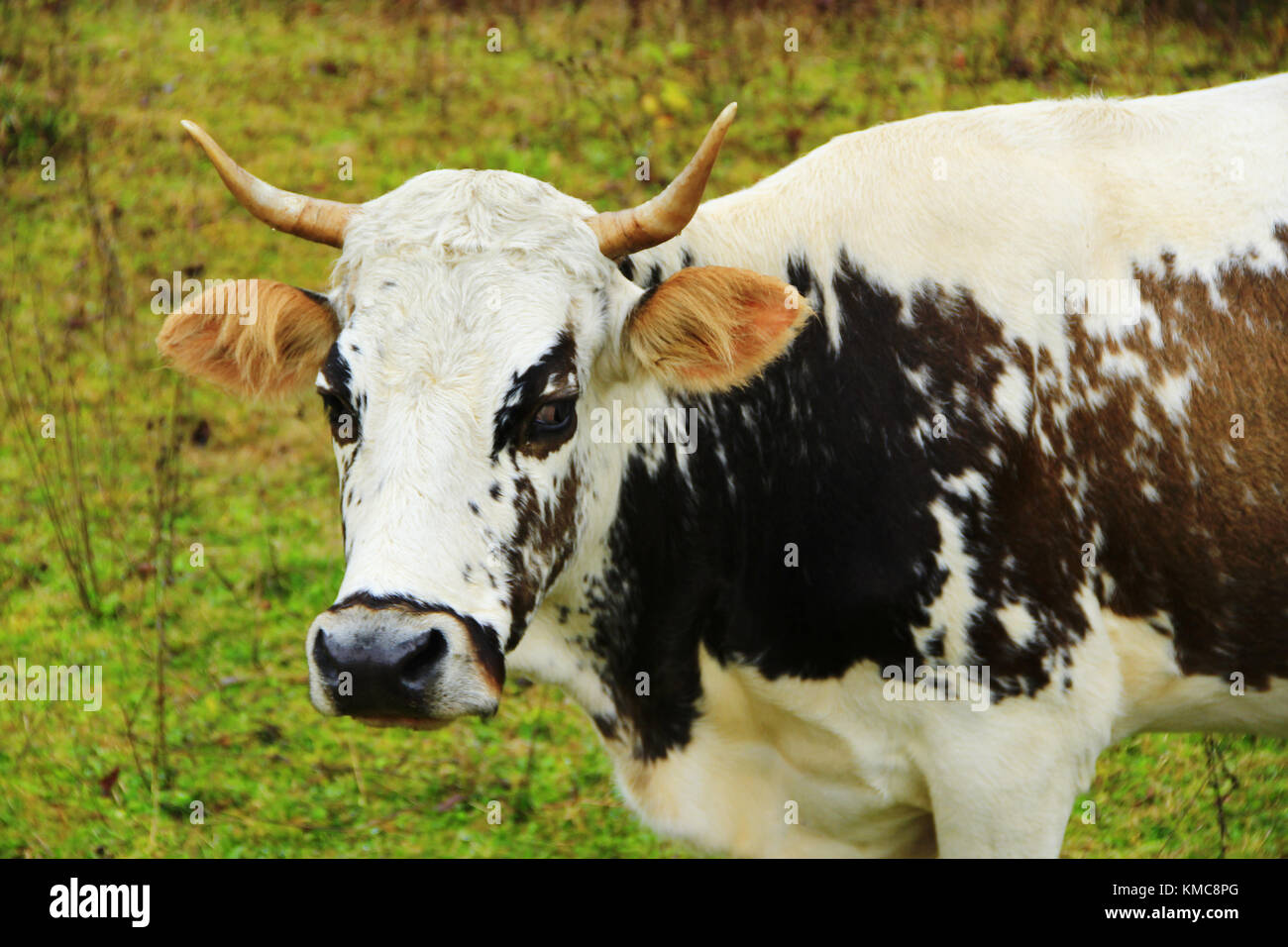 Taches de vache Banque de photographies et d’images à haute résolution ...