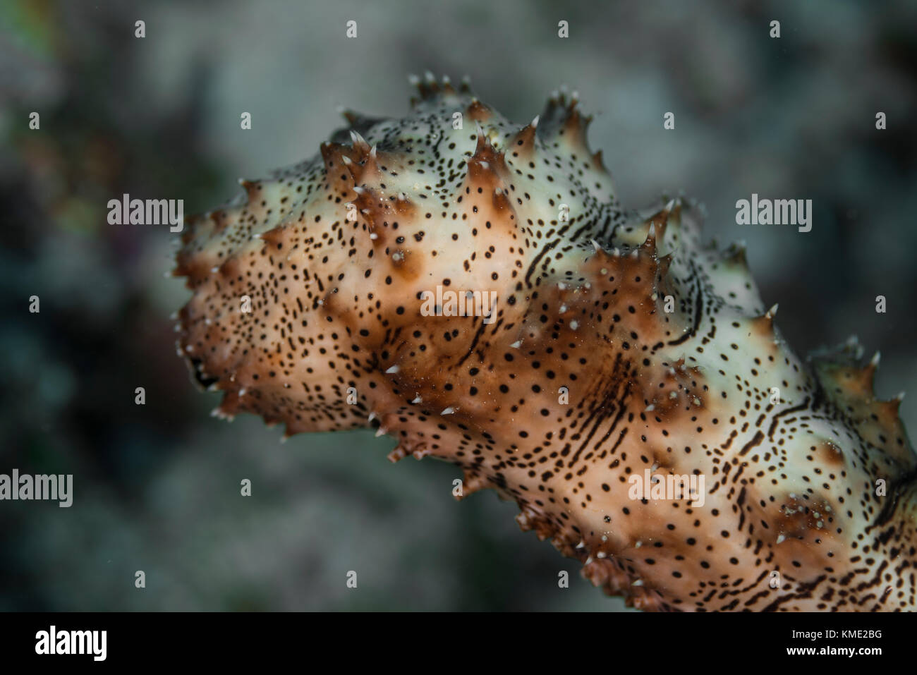 Leopard snake Banque de photographies et d’images à haute résolution ...