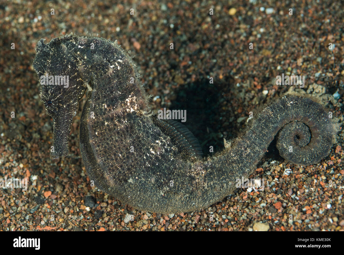 Hippocampus sp Banque de photographies et d’images à haute résolution ...