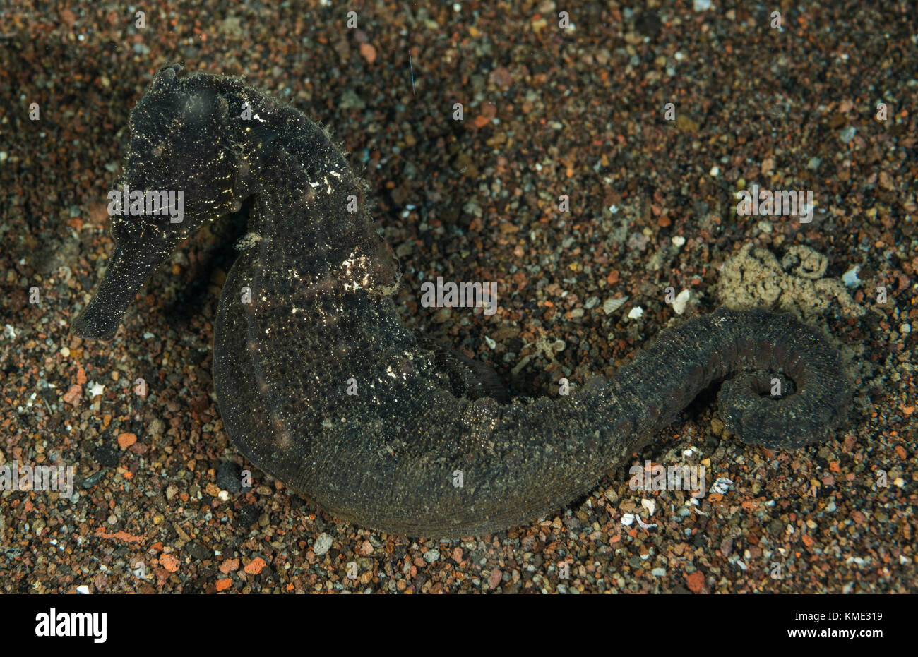 Hippocampe taeniopterus Banque de photographies et d’images à haute ...