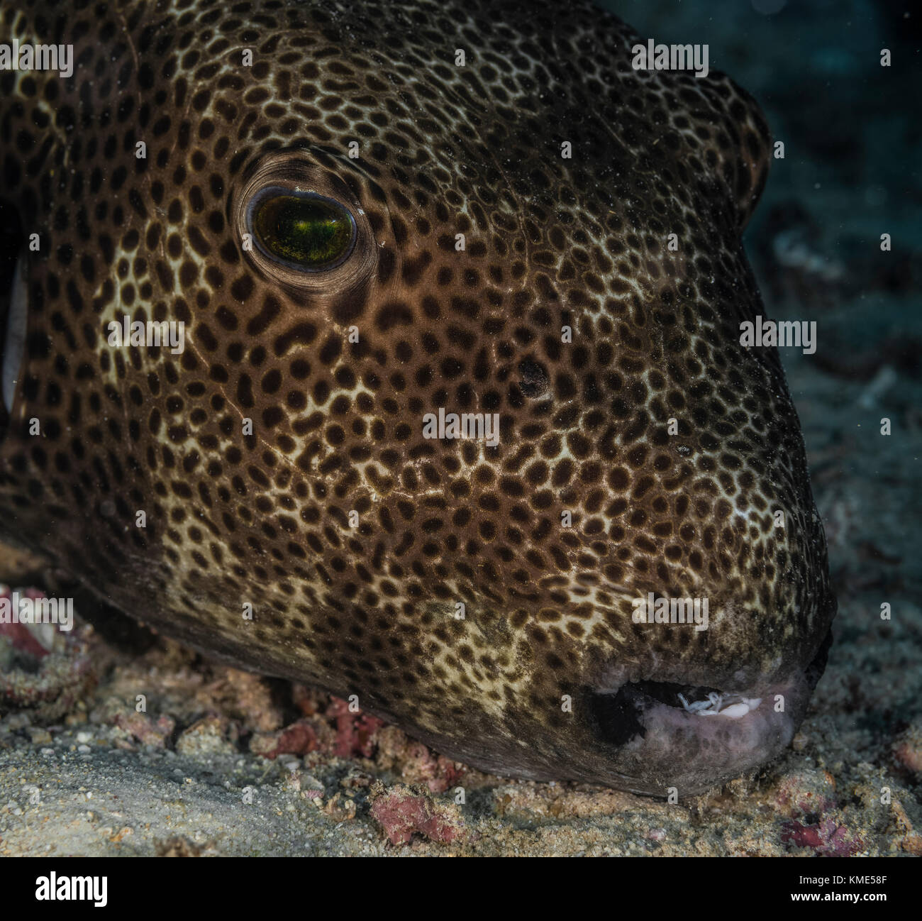 Giant puffer fish Banque de photographies et d’images à haute ...