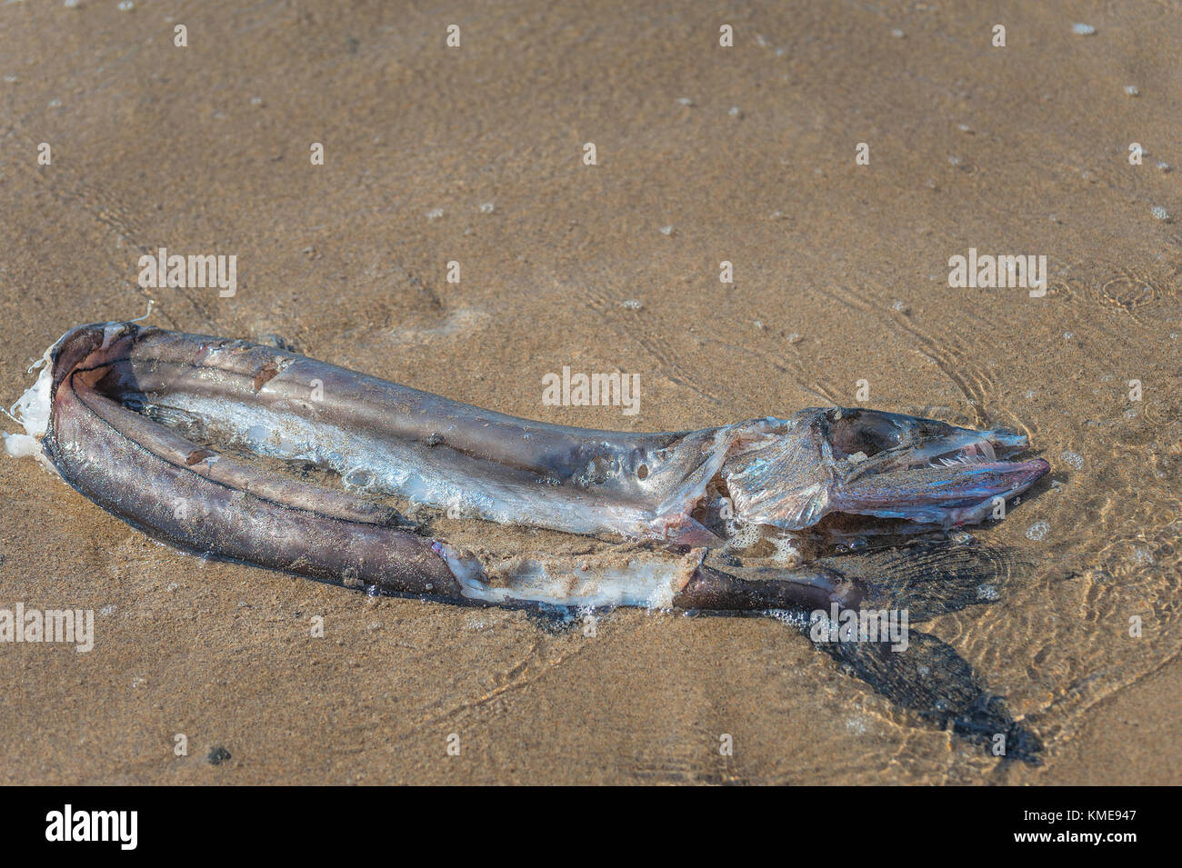 Deep sea specimen Banque de photographies et d’images à haute ...