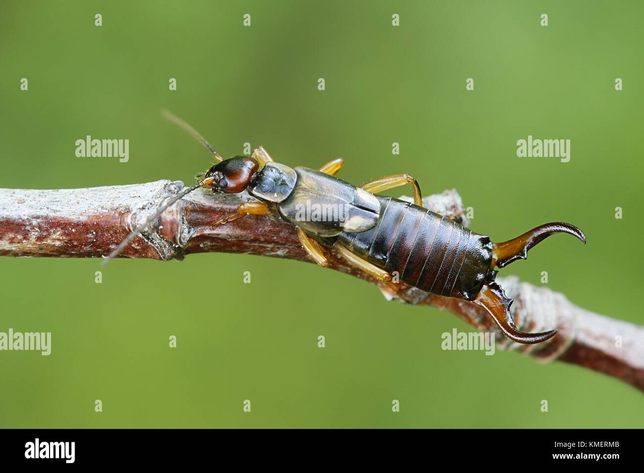 Perce-oreille européen commun, Forficula auricularia Photo Stock - Alamy