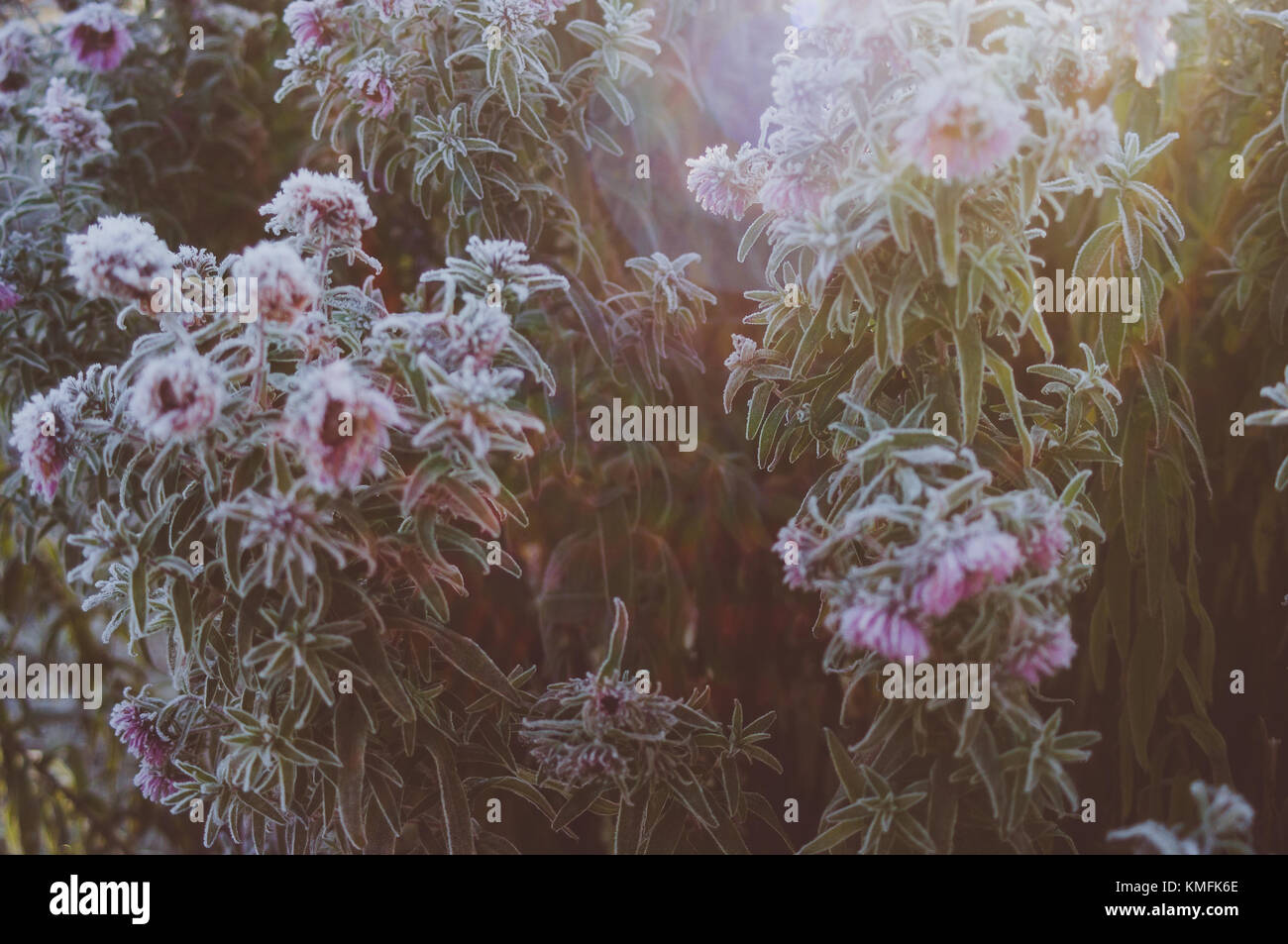 Aster bouquet Banque de photographies et d’images à haute résolution ...