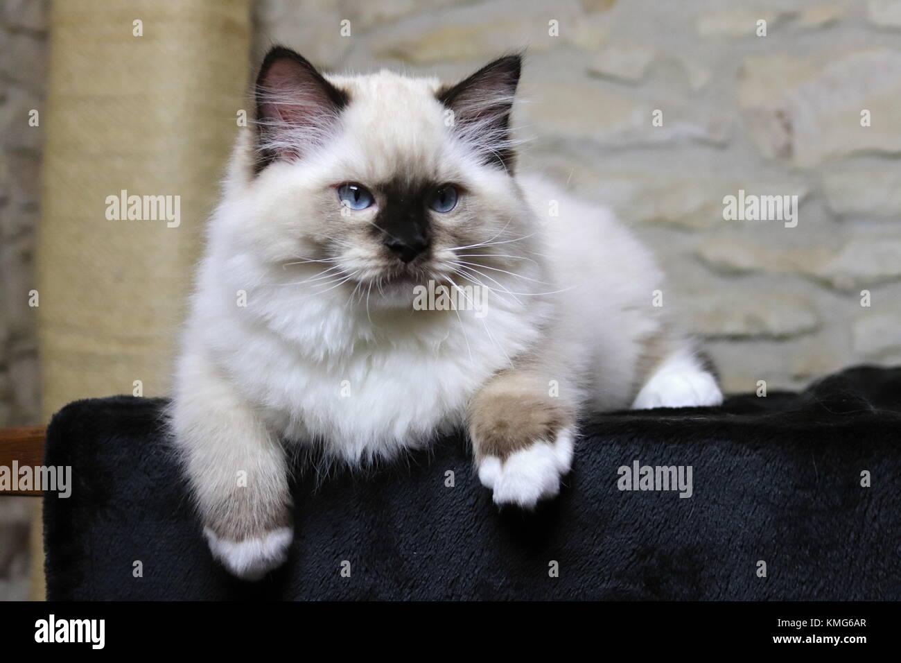 Chatons noirs yeux bleus Banque de photographies et d’images à haute ...