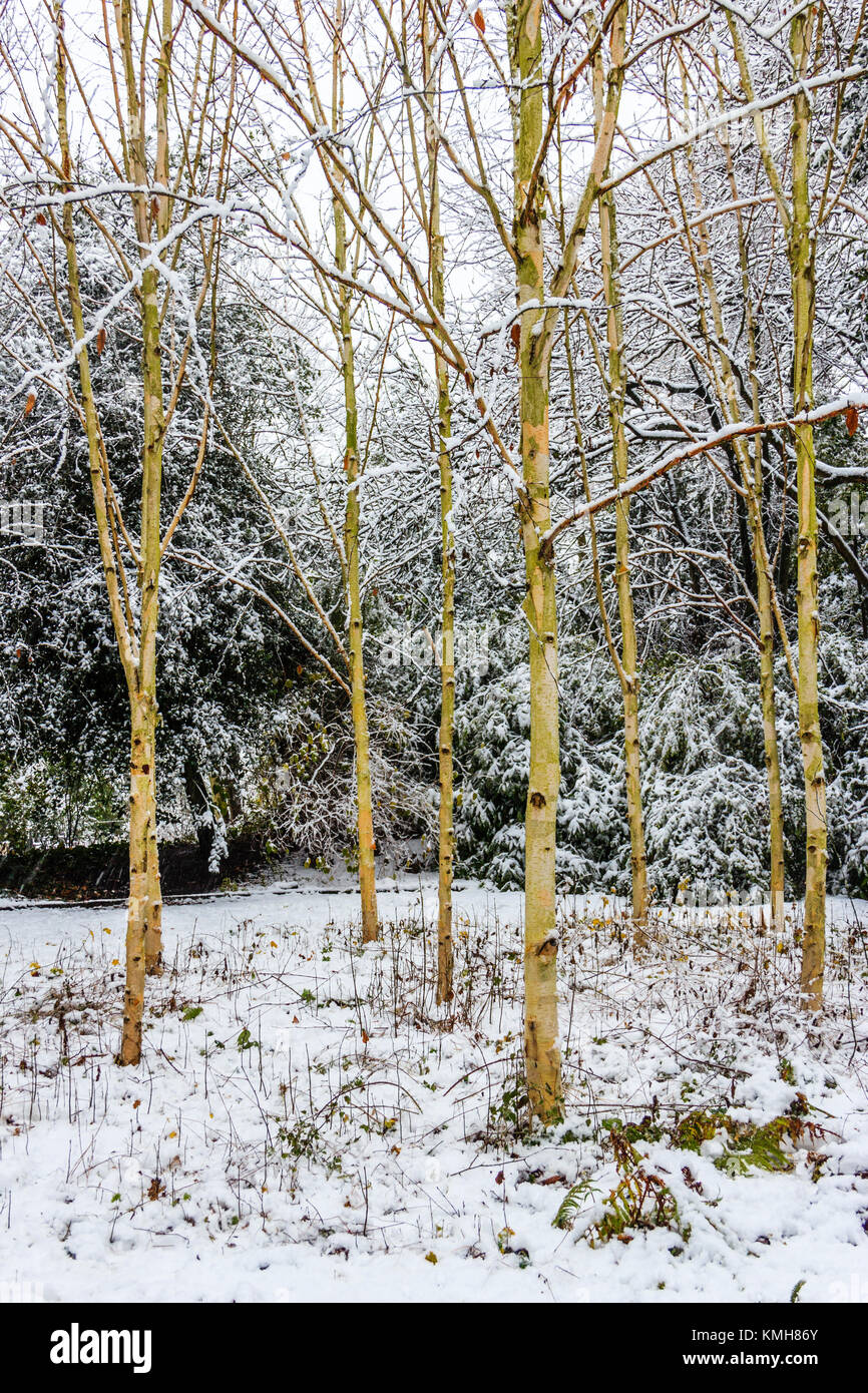 The Grove Highgate Banque d'image et photos - Alamy