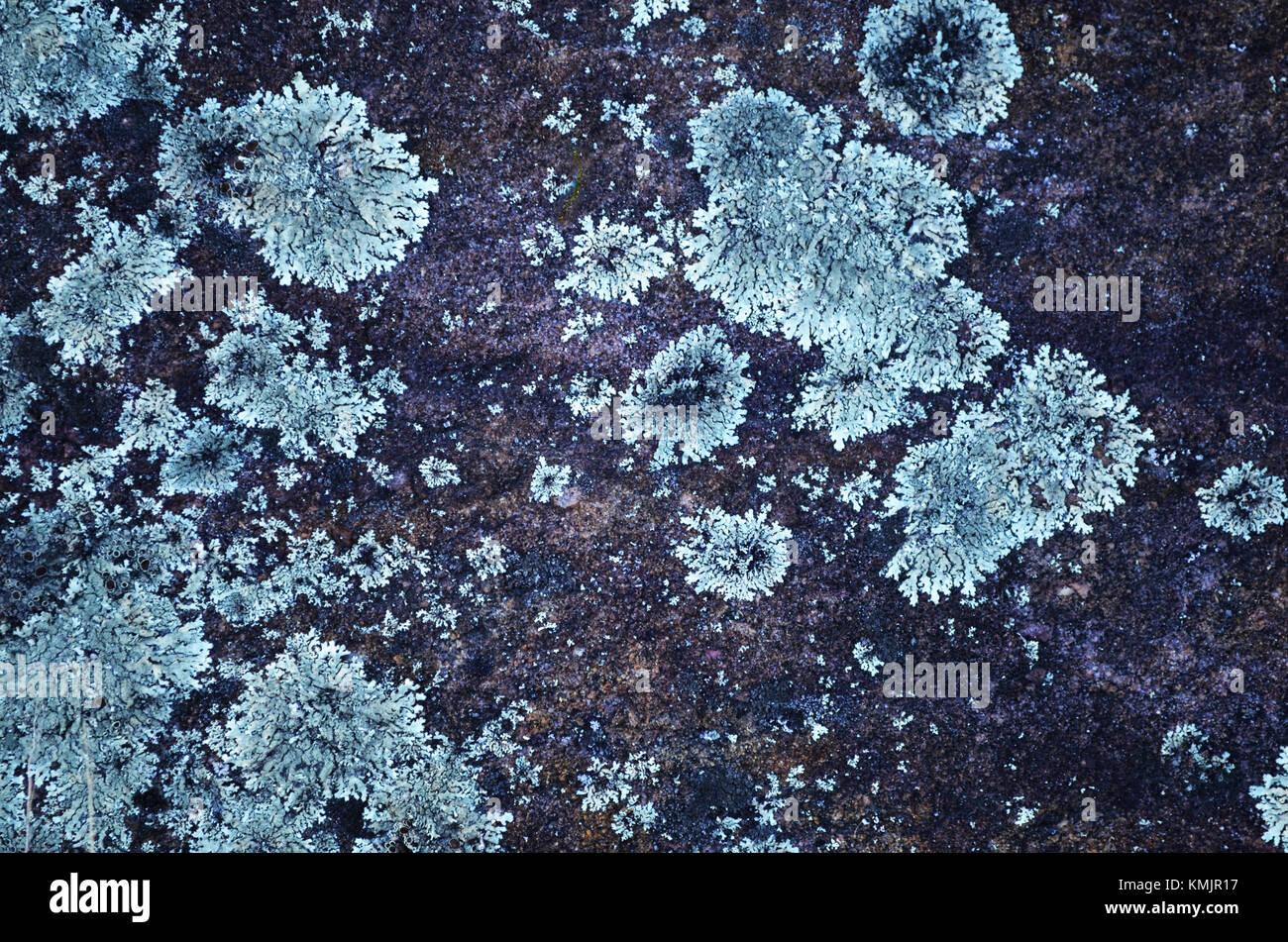 Plant spores Banque de photographies et d’images à haute résolution - Alamy