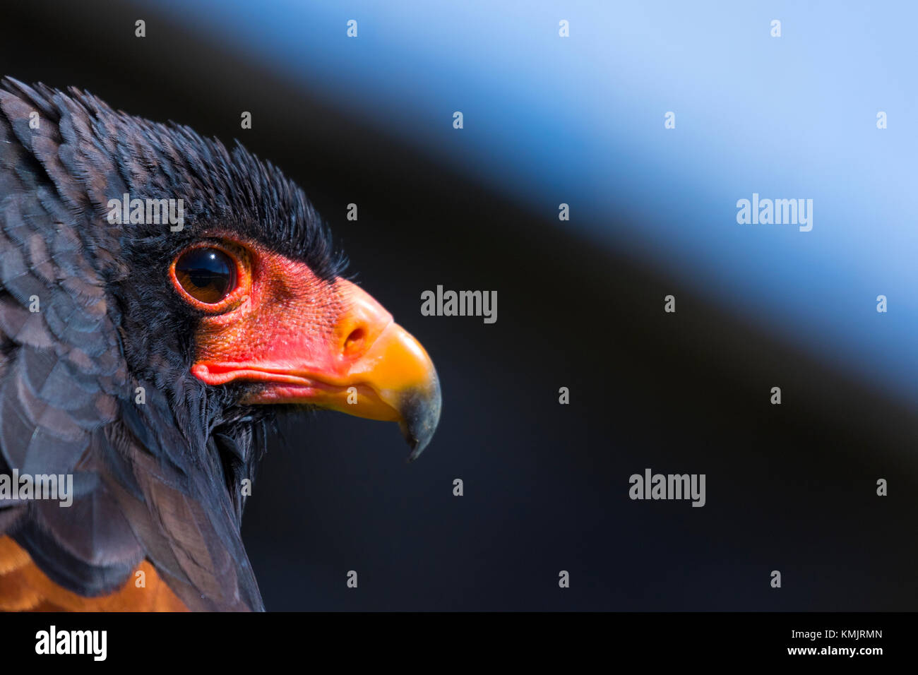 Bateleur aguila volatinera Banque de photographies et d’images à haute ...