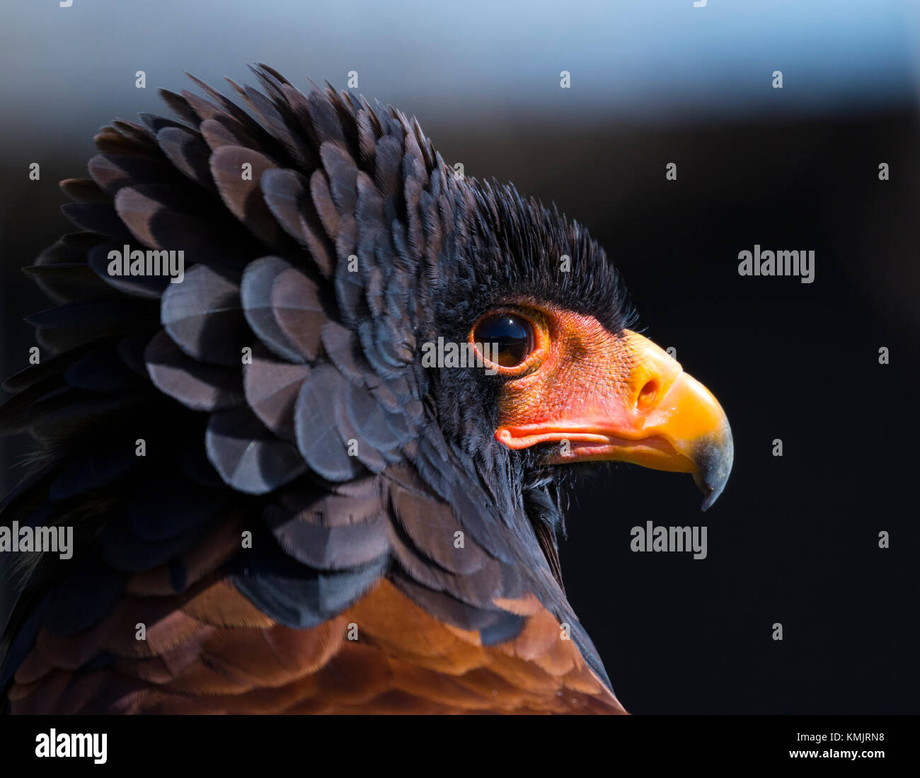 Bateleur aguila volatinera Banque de photographies et d’images à haute ...