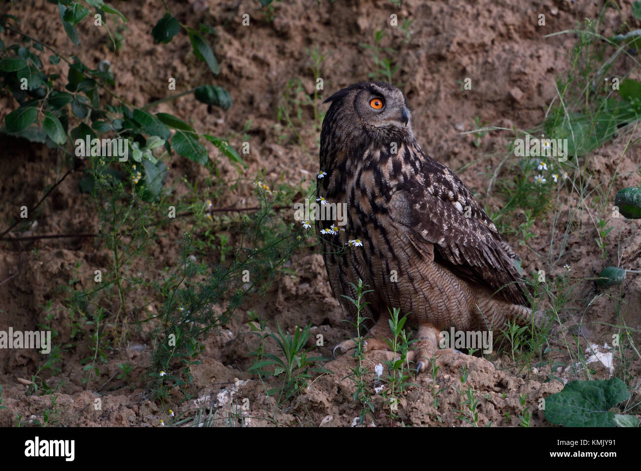 Bubo Bubo Adulte Banque d'image et photos - Alamy