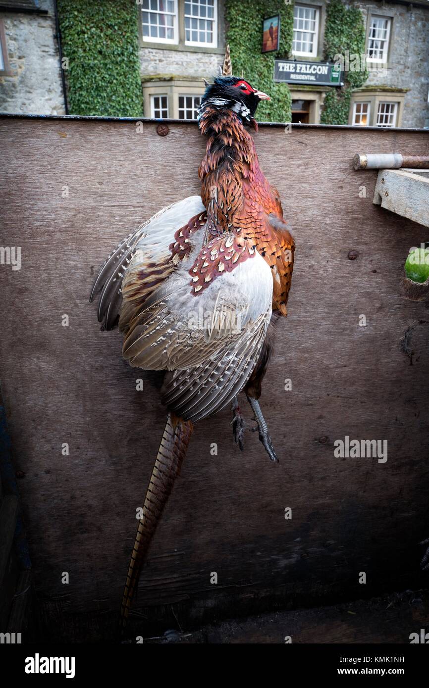 Chasse au faisan Banque de photographies et d’images à haute résolution ...