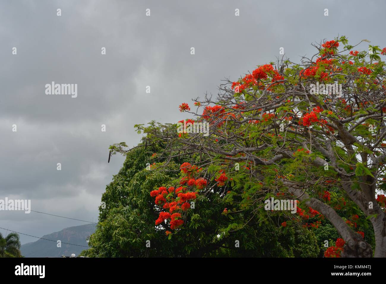 Arbre flamboyant (Delonix regia). Originaire de Madagascar, mais orne ...