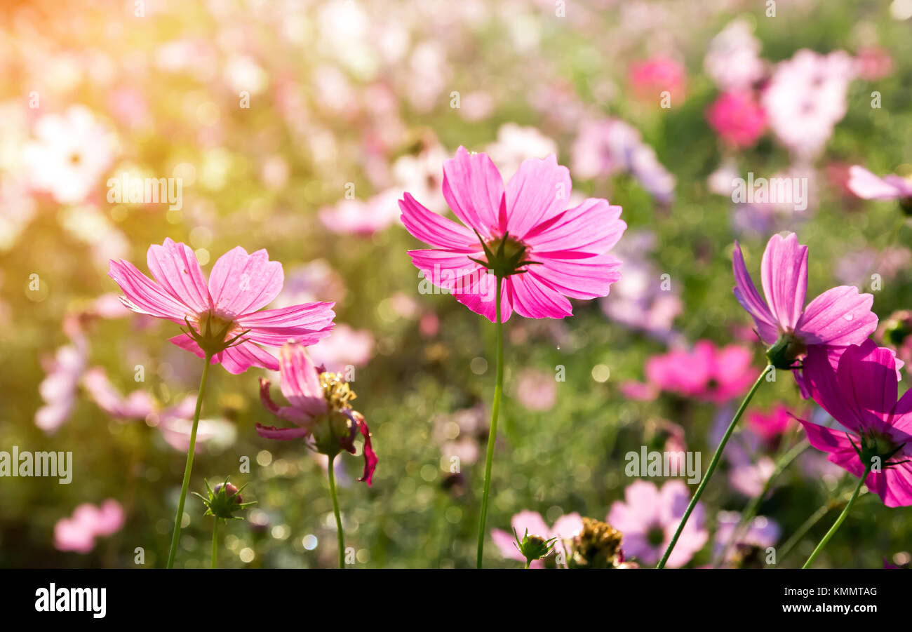Fleurs de cosmos dans le champ Banque de photographies et d’images à ...