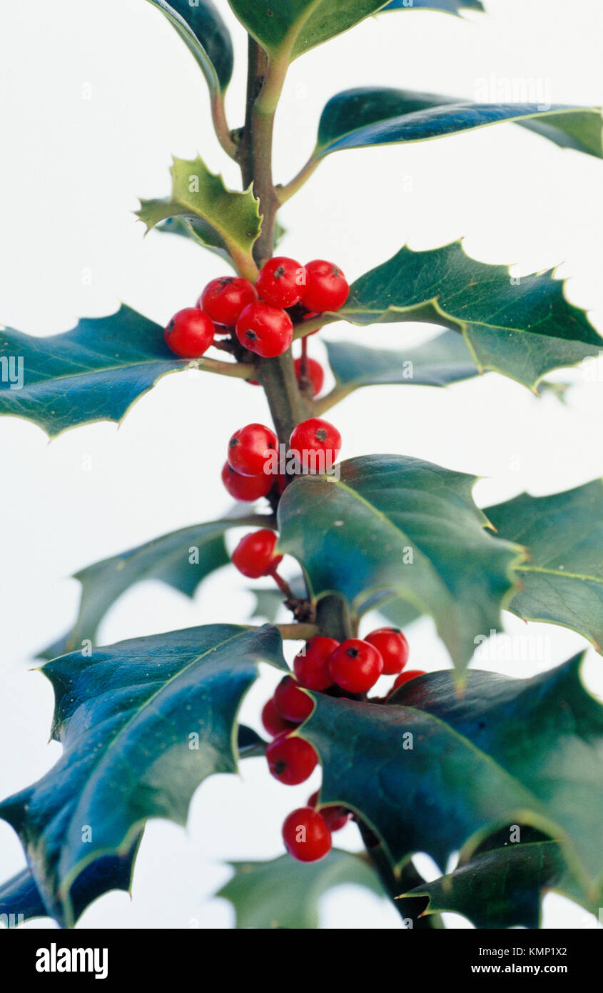 Houx sauvage Banque de photographies et d’images à haute résolution - Alamy