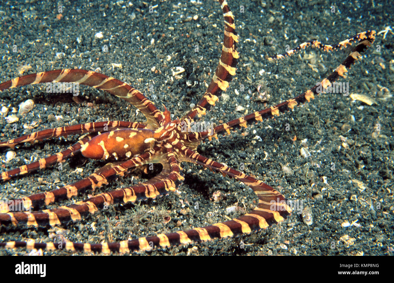 Octopus sp Banque de photographies et d’images à haute résolution - Alamy