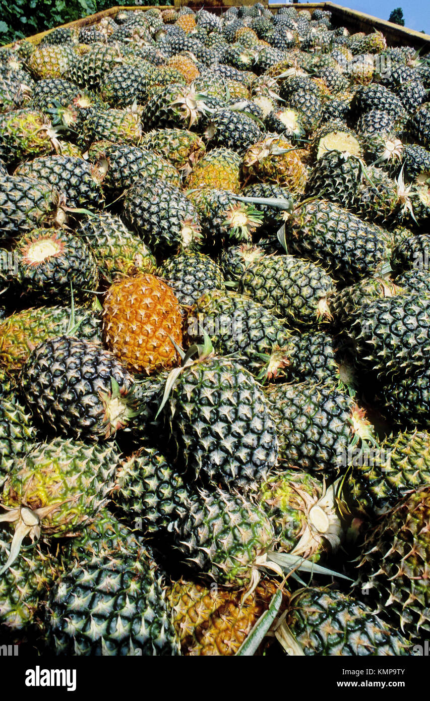 Pineapple plantation guadeloupe Banque de photographies et d’images à ...