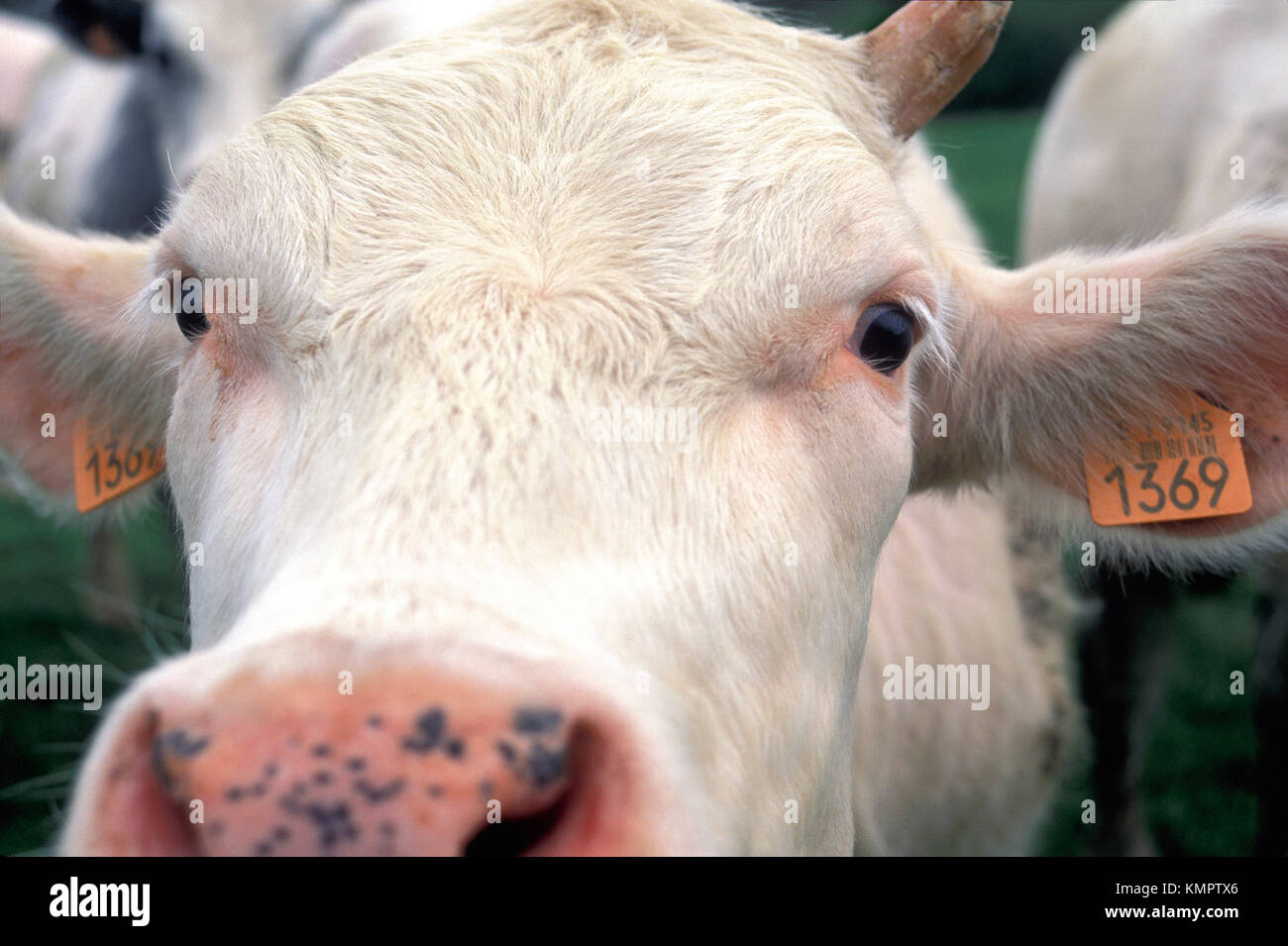 Oreille de vache Banque de photographies et d’images à haute résolution ...