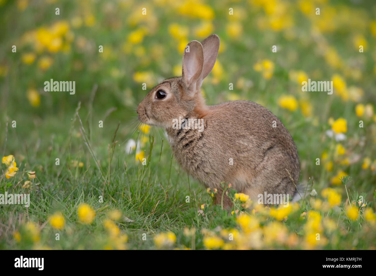 Lapin et fleurs sauvages Banque de photographies et d’images à haute résolution - Alamy
